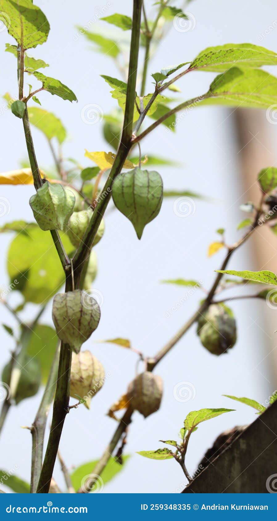 Physalis Peruviana or Ciplukan Stock Image - Image of consuming, like ...