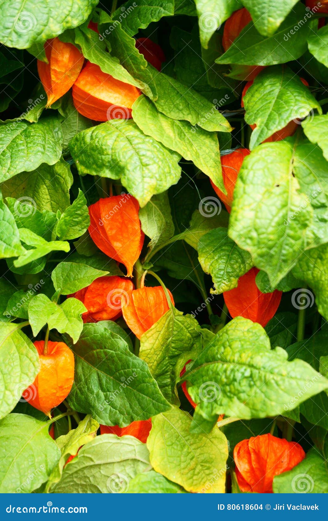 Physalis peruviana plant stock photo. Image of orange - 80618604