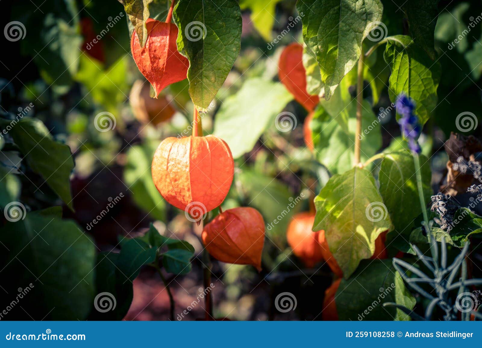 Physalis peruviana plant stock photo. Image of golden - 259108258