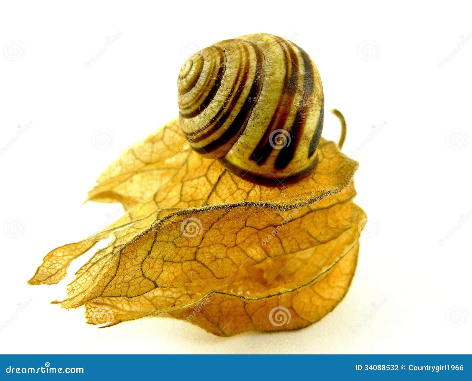Physalis with snail stock photo. Image of invertebrate - 34088532