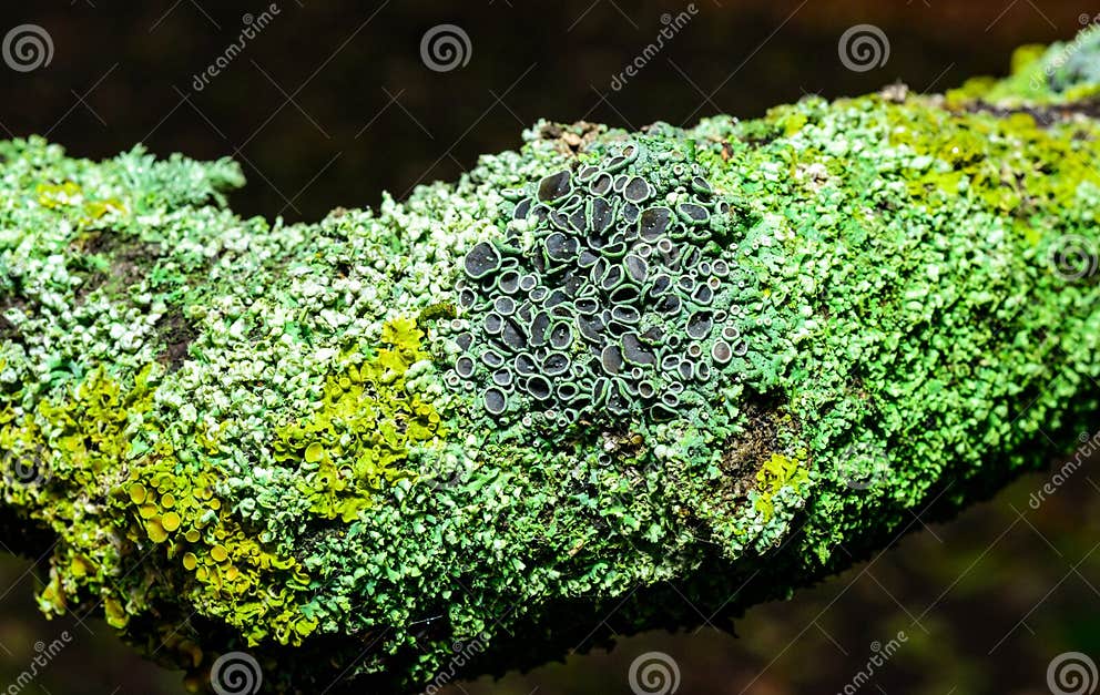 Physcia Biziana and a Consortium of Different Types of Lichens on a ... Physcia Biziana and a Consortium of Different Types of Lichens on a ...