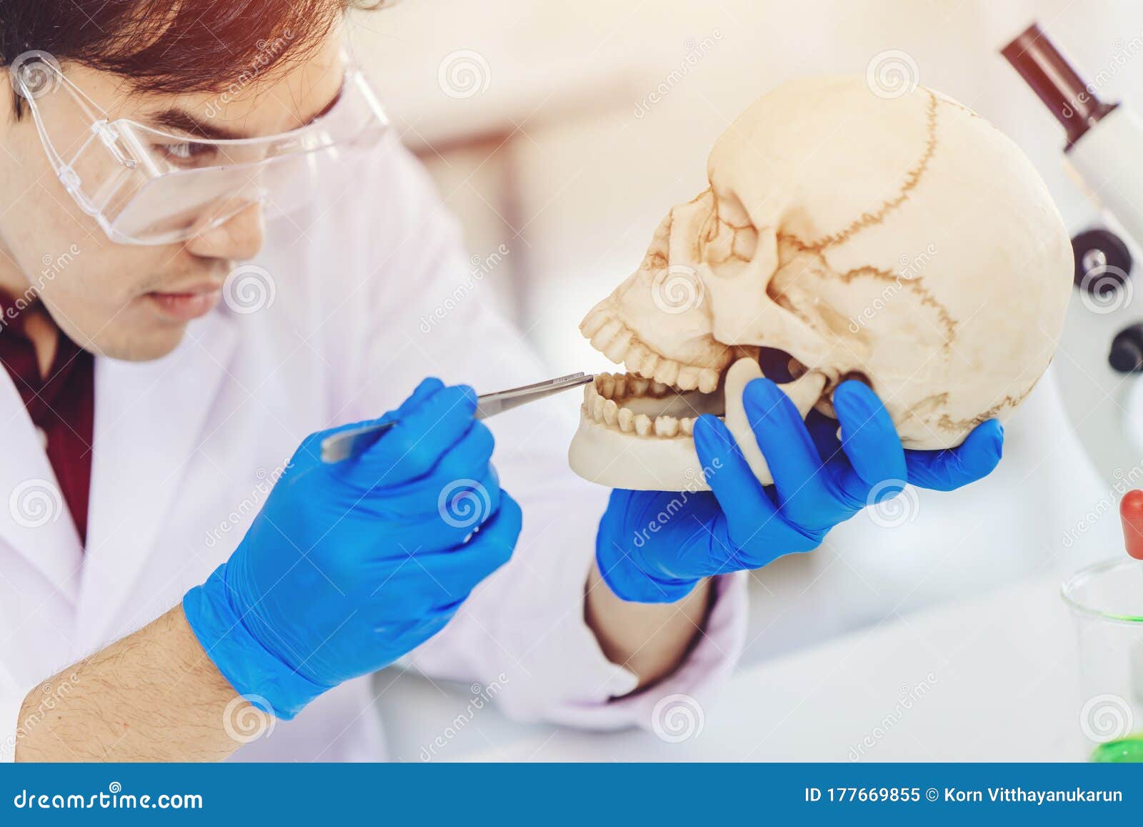 Physical Anthropology Scientist Study Human Teeth in Ancient Skull To ...
