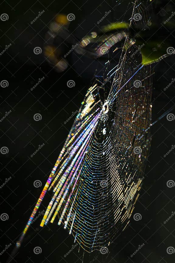 Physical Phenomena Created by Sunlight and a Spider Web Stock Photo ...