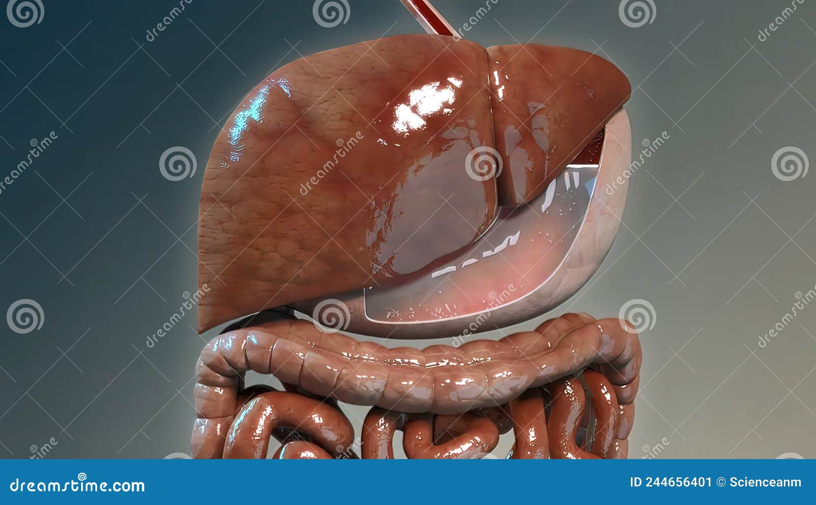 Physiological Considerations in Nutrient Absorption from the ...