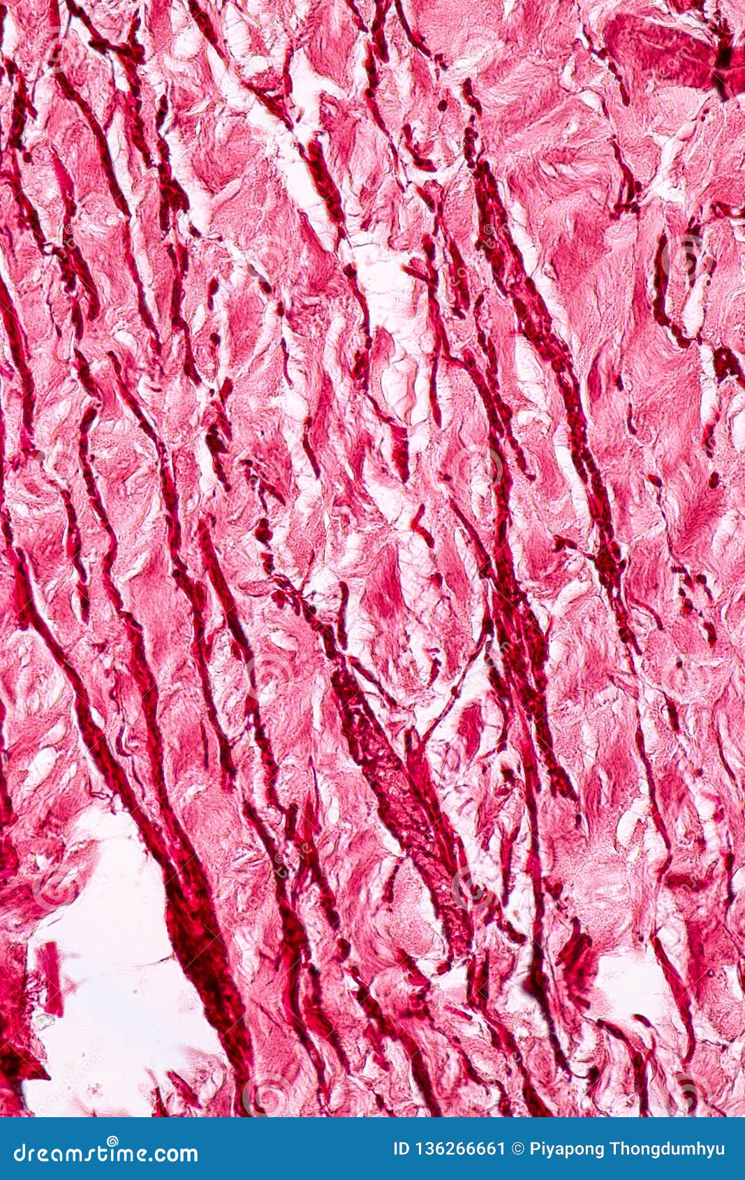 Physiology of the Arteries and Veins for Education in Laboratory. Stock ...