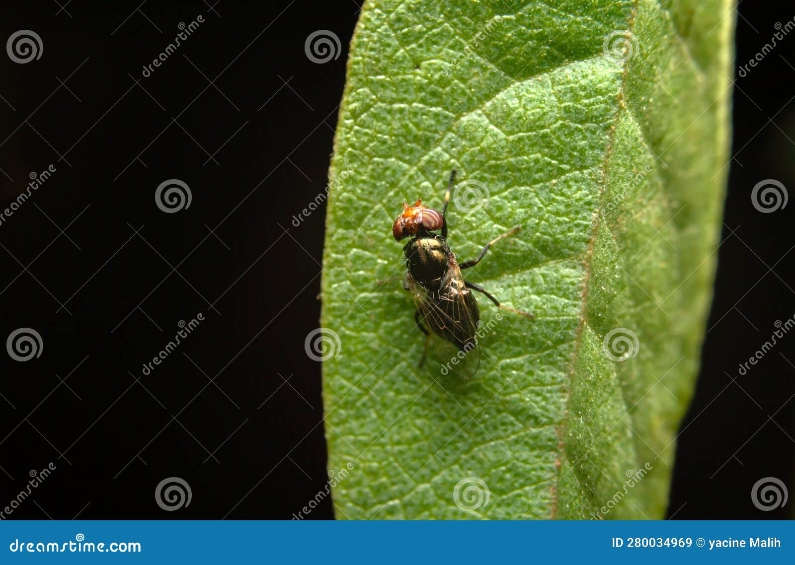 PhysiphoraInsect Macrography Stock Image - Image of macrography ...