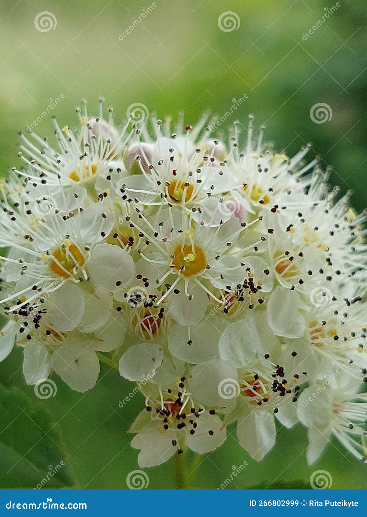 Physocarpus opulifolius stock image. Image of eastern - 266802999