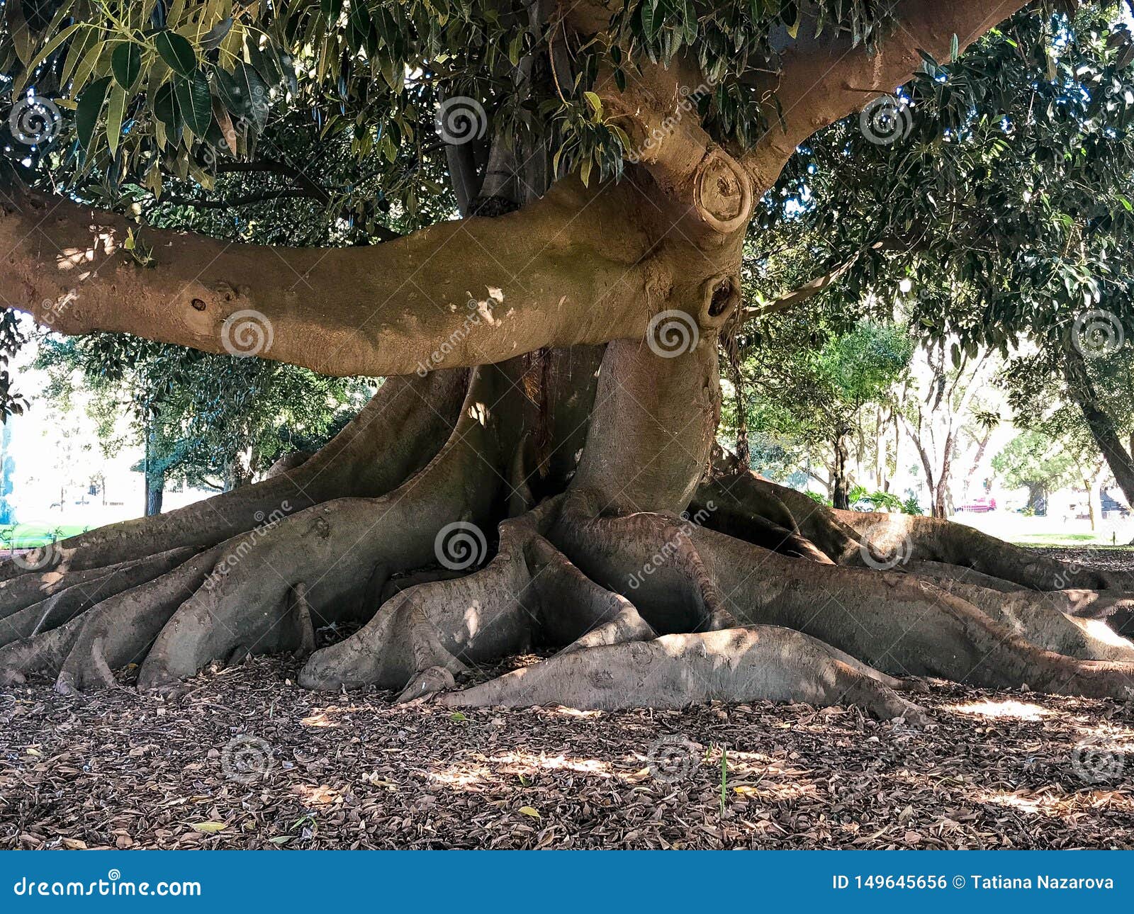 Big ombu tree in the park stock photo. Image of leaf - 149645656