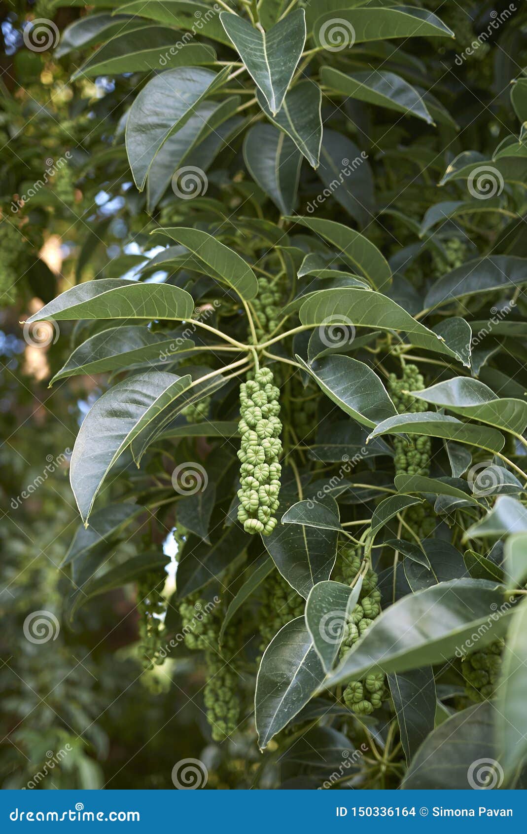 Phytolacca Dioica Or Ombu Plant Stock Image | CartoonDealer.com #114078613