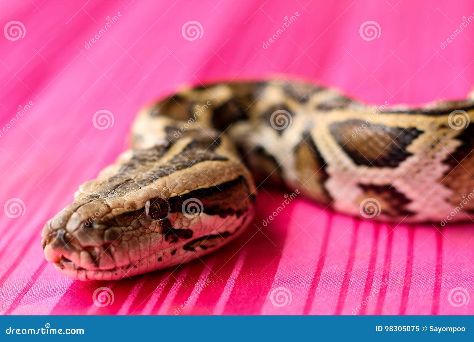 Phyton Snake stock image. Image of color, burmese, portrait - 98305075