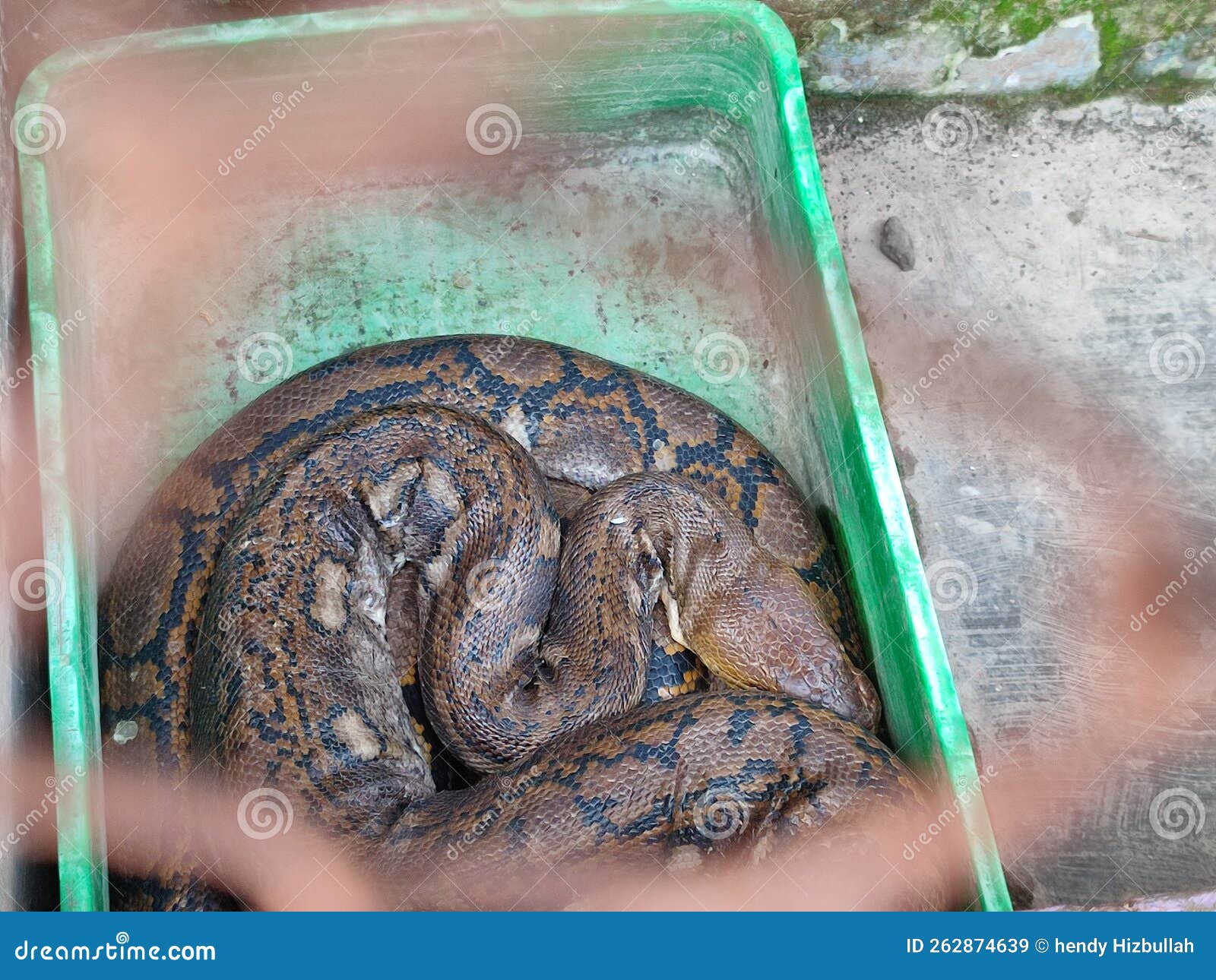 Phyton Snake Java Sanca Sleeping Snake Stock Image - Image of sanca ...