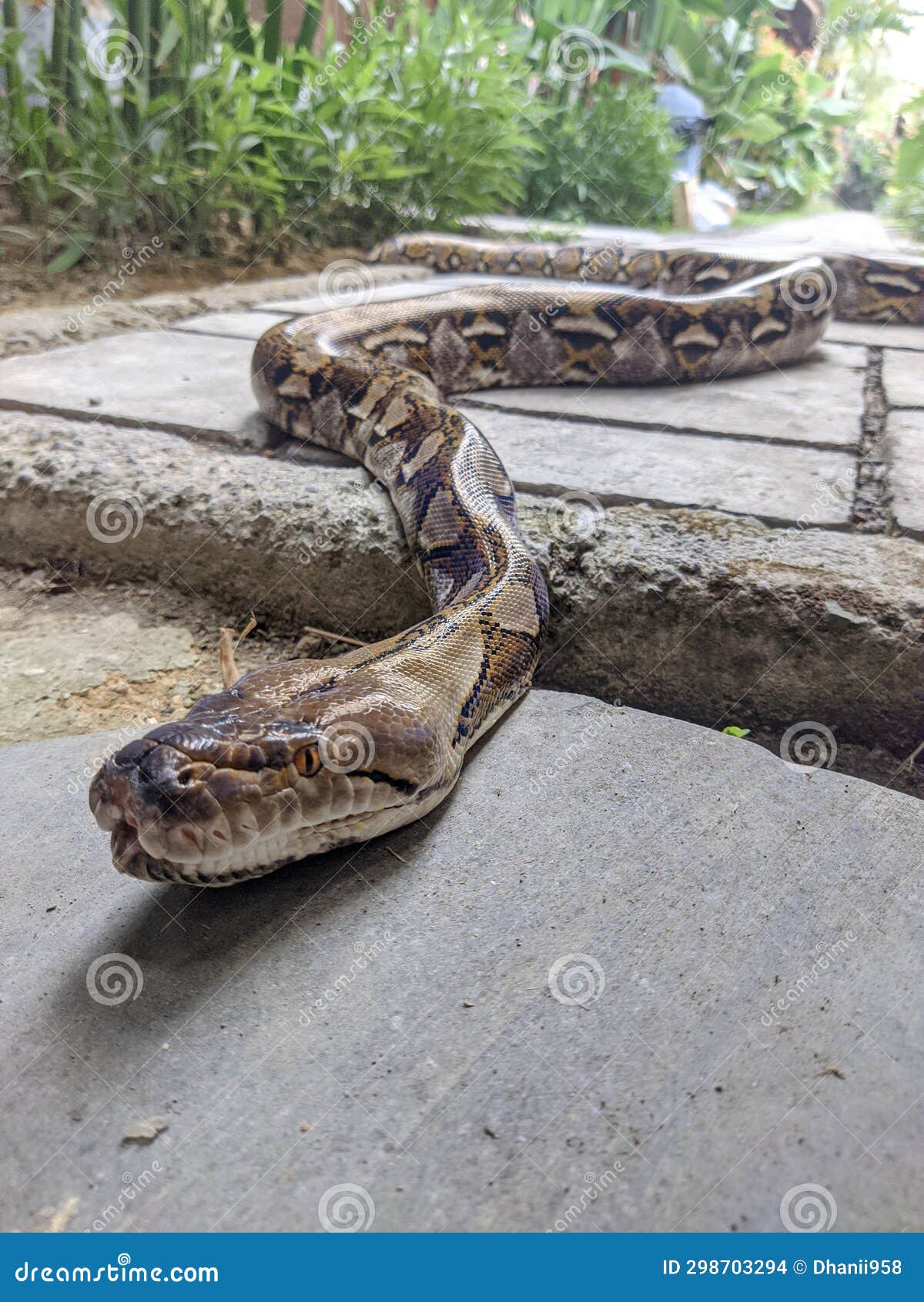 Phyton Snake Normal Type Reptile Stock Photo - Image of phyton, type ...