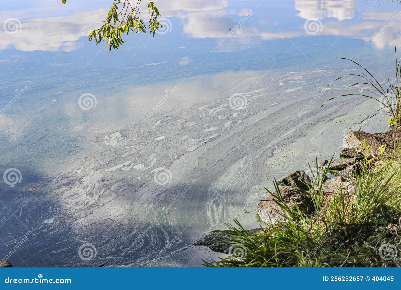 Phytoplankton Population Explosions Cause Algae Blooms, Lake Pollution ...