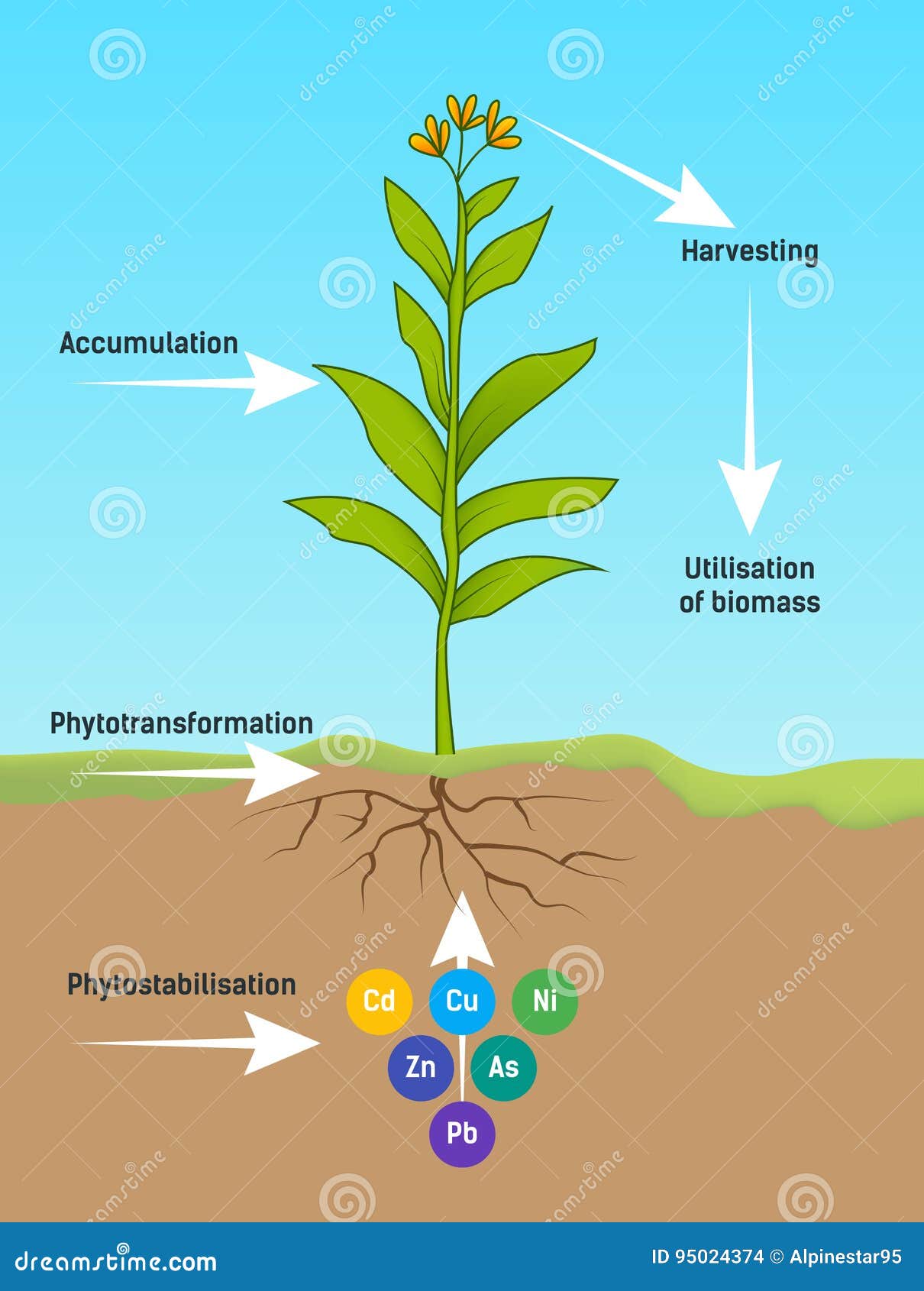 Phytoremediation. Phytotransformation Stock Illustration - Illustration ...