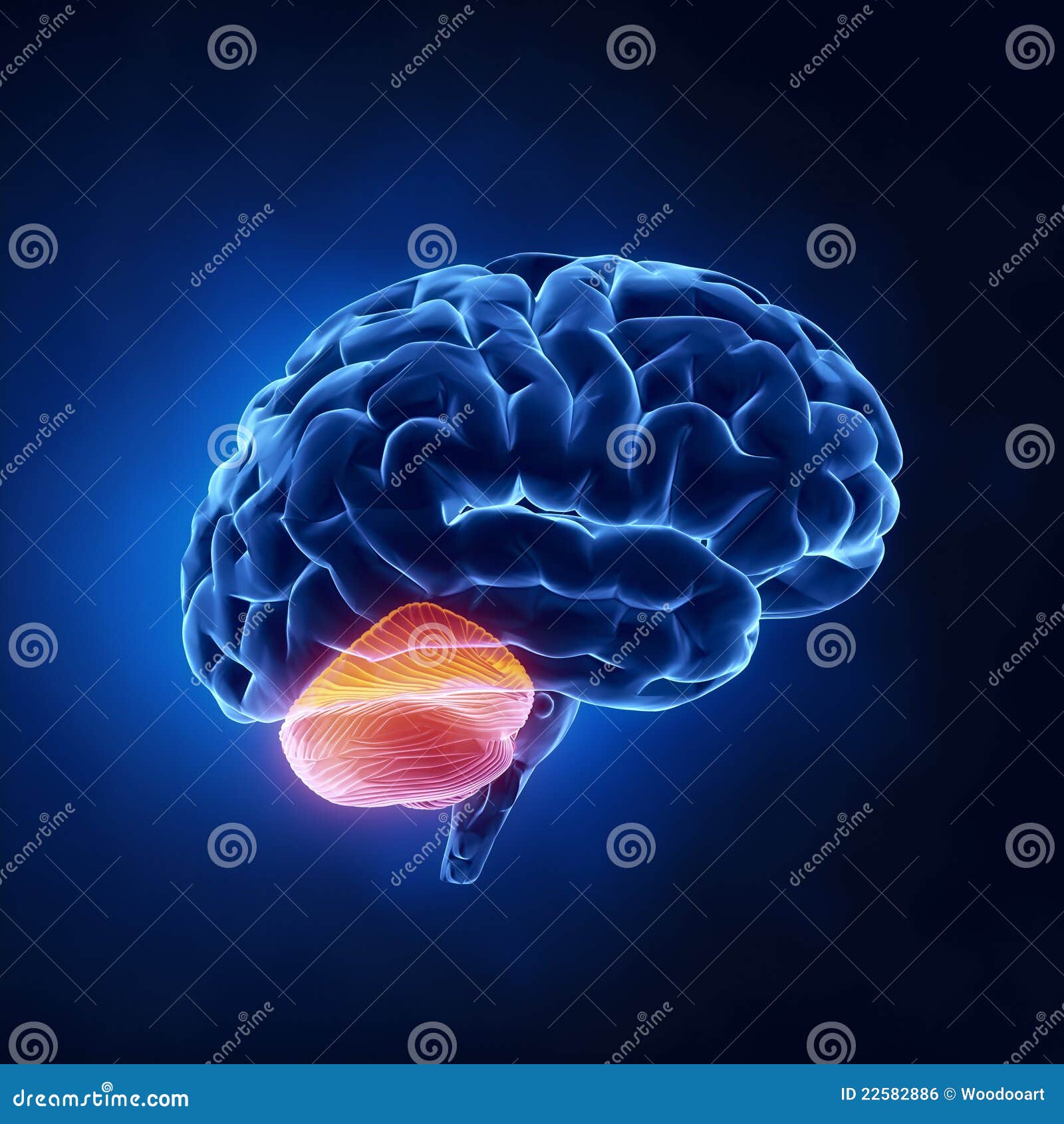 Pièce De Cerveau De Cervelet Illustration Stock - Illustration du ...
