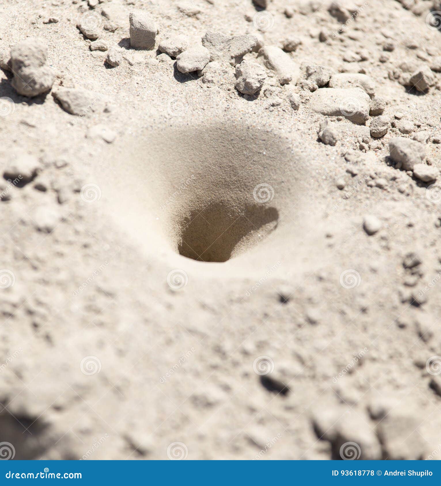 Pièges D'insecte Dans Le Sable Photo stock - Image du charrue, science ...