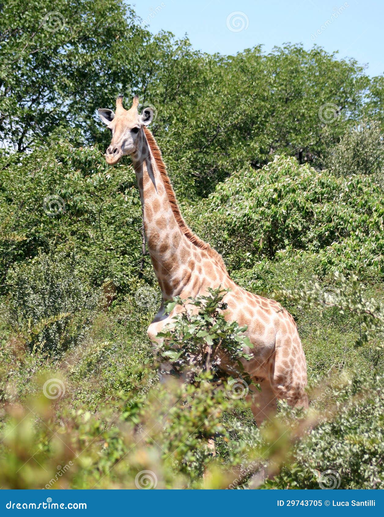 Żyrafa w Afryka obraz stock. Obraz złożonej z tercet - 29743705