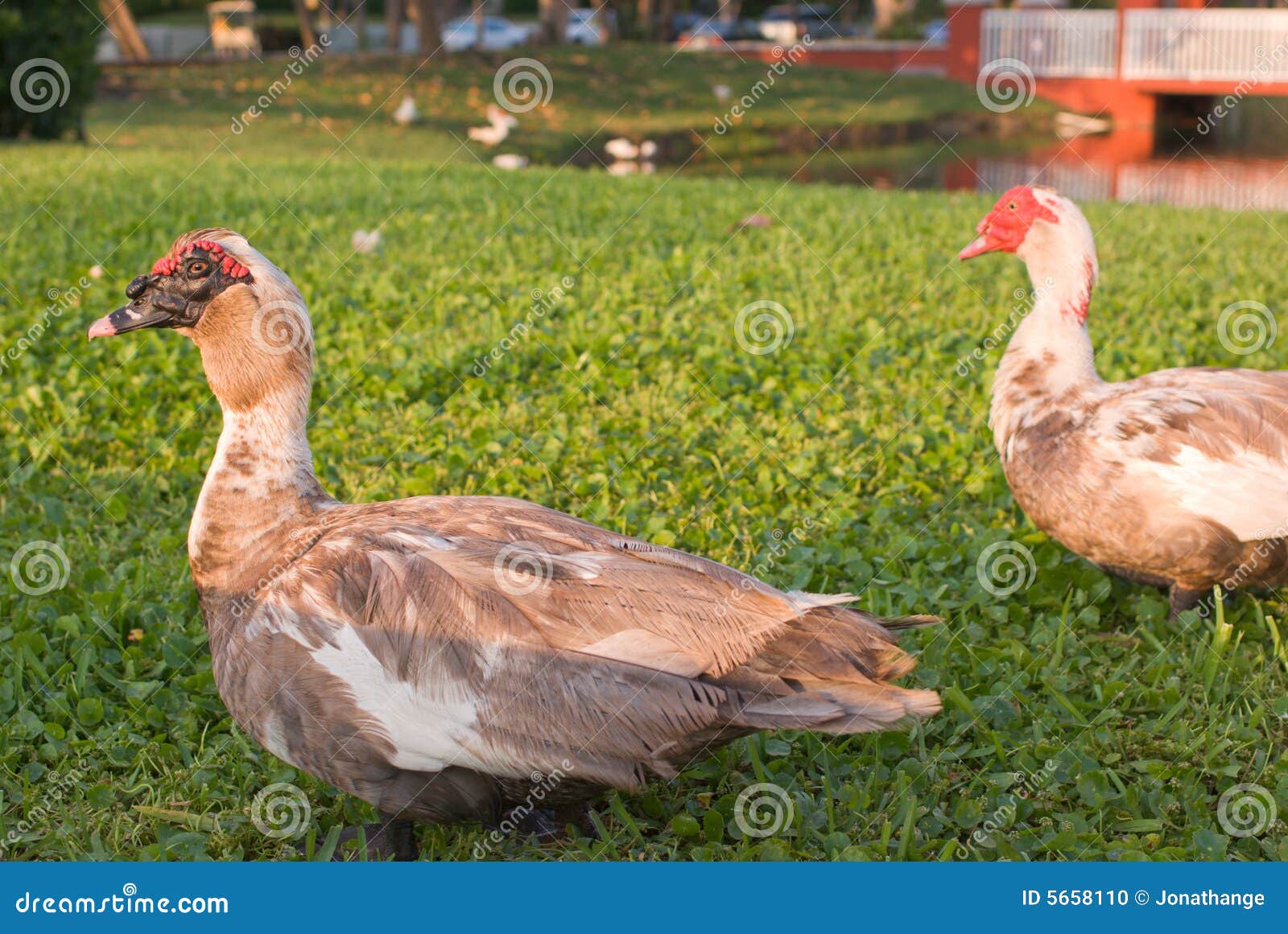 Piżmowa kaczki zdjęcie stock. Obraz złożonej z avesta - 5658110