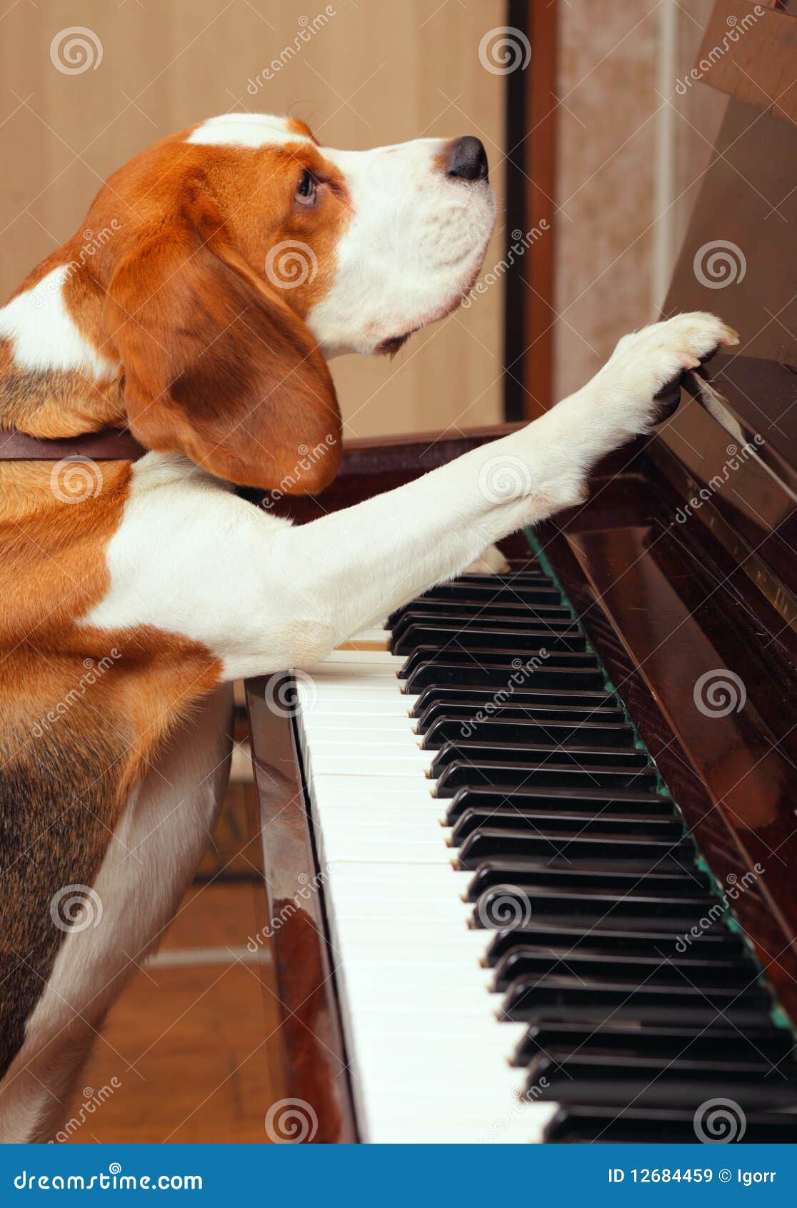 Piano stock image. Image of musical, purebred, keys, mammal - 12684459