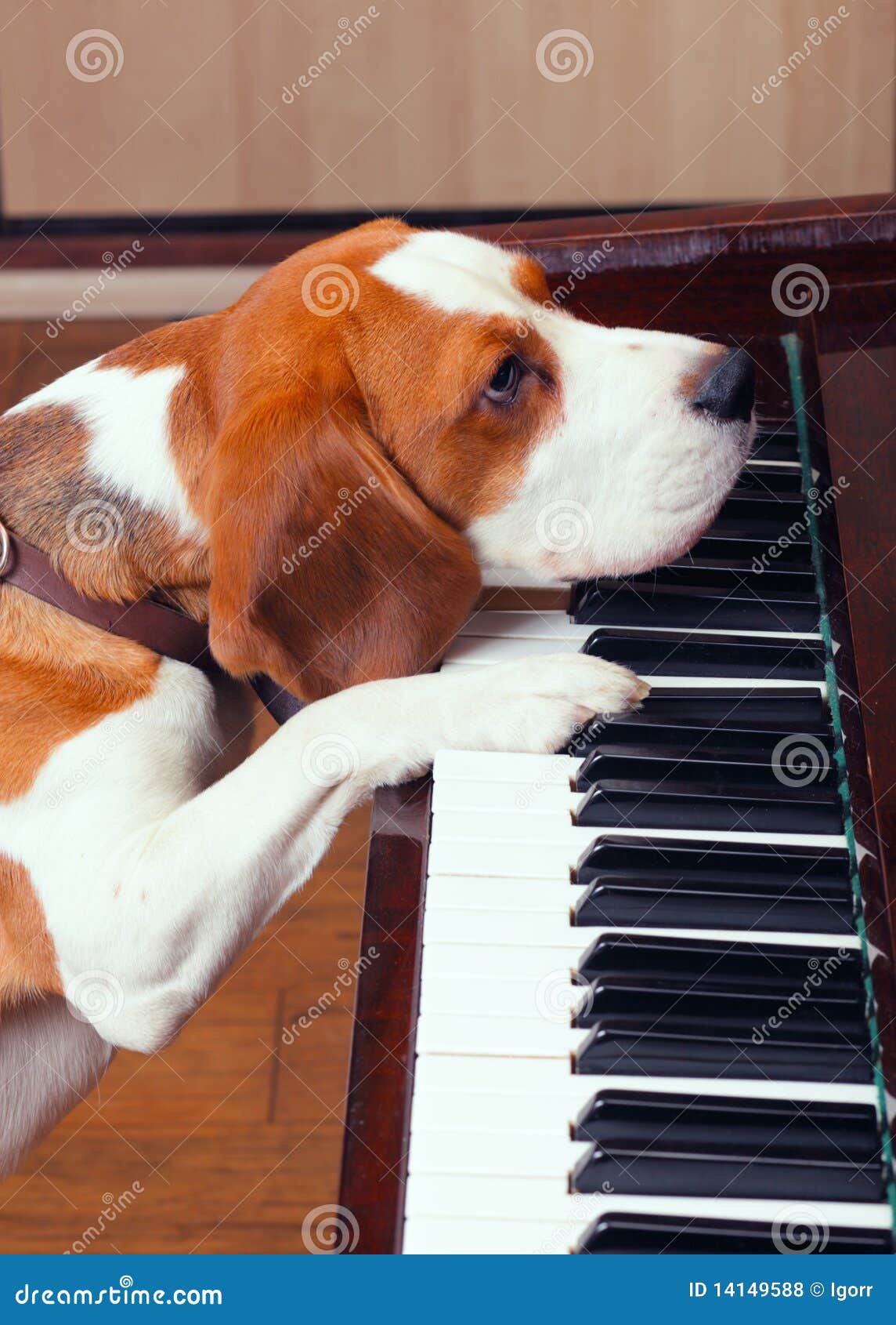 Piano stock photo. Image of puppy, cute, keys, animals - 14149588
