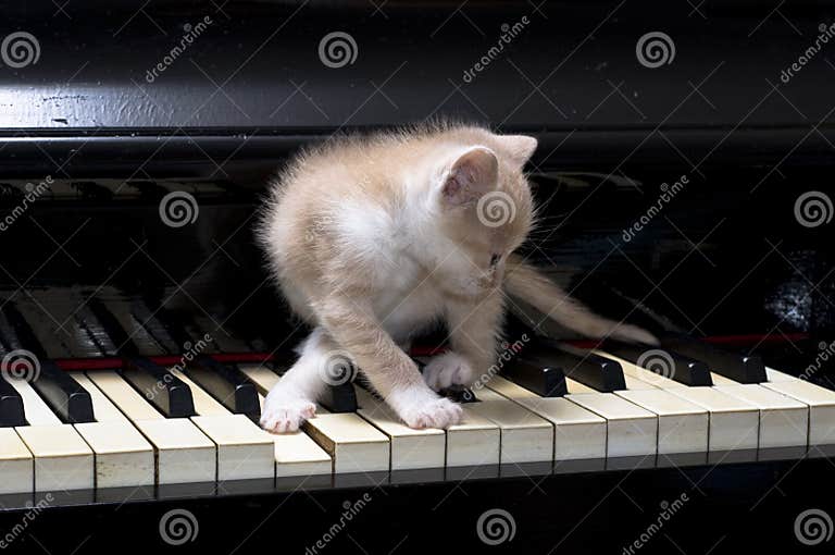 Piano cat stock image. Image of small, music, cute, animal - 9744153