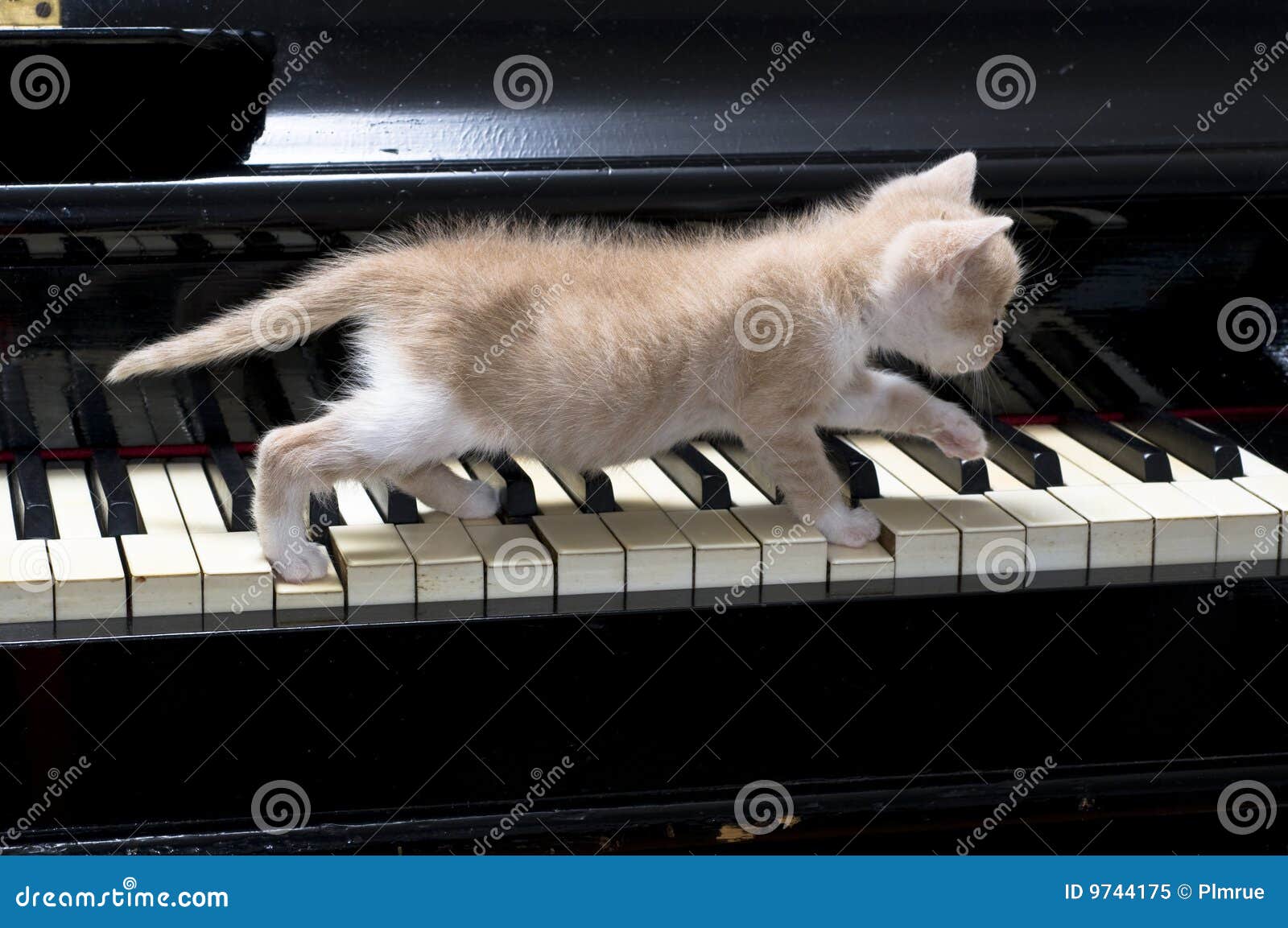 Piano cat stock image. Image of cute, song, small, play - 9744175