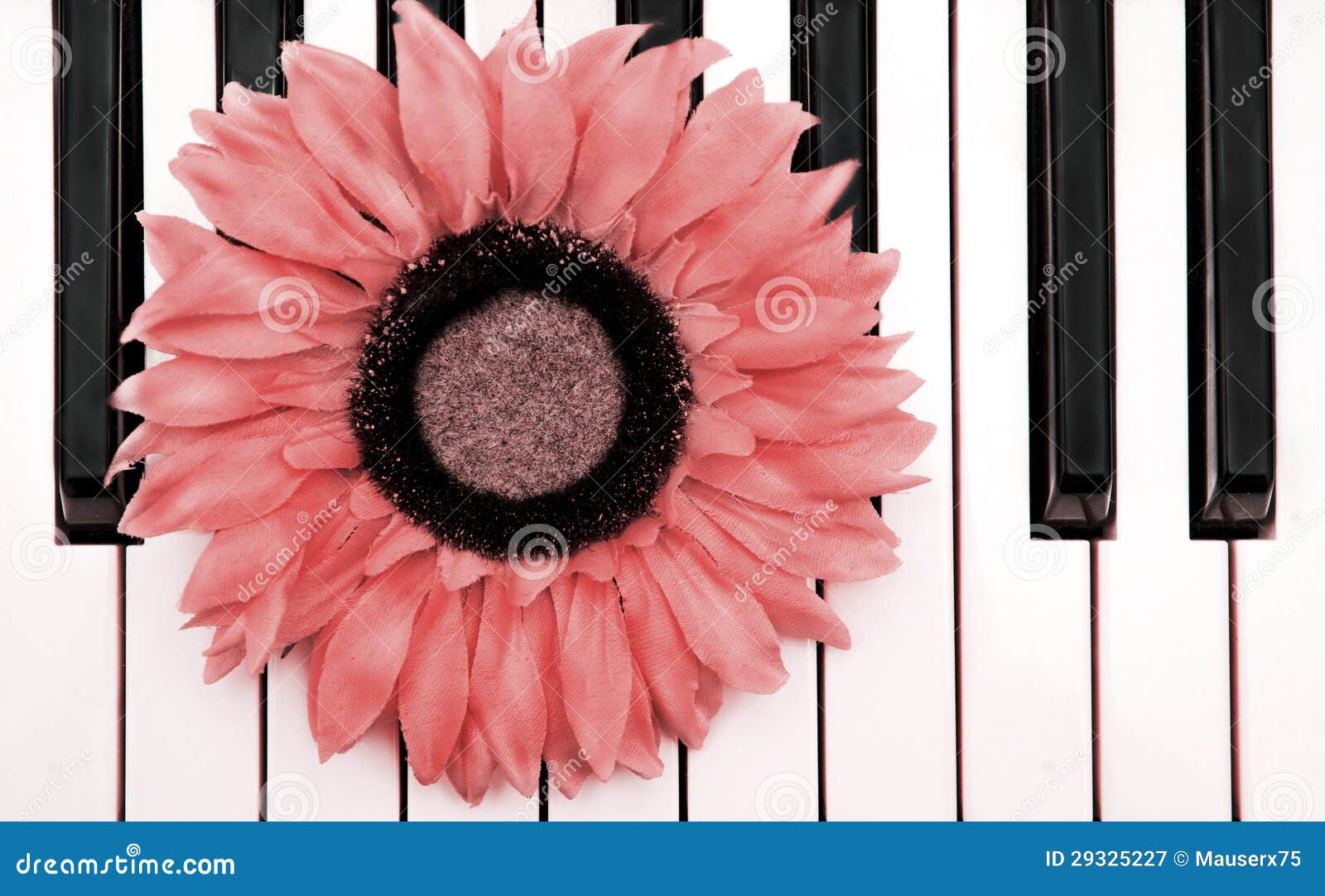Piano Flower stock image. Image of life, amazing, heart - 29325227