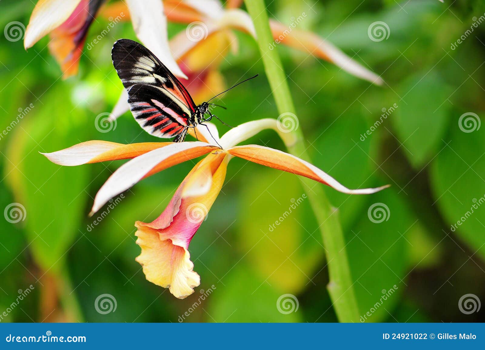 Piano key butterfly stock photo. Image of butterfly, pianos - 24921022