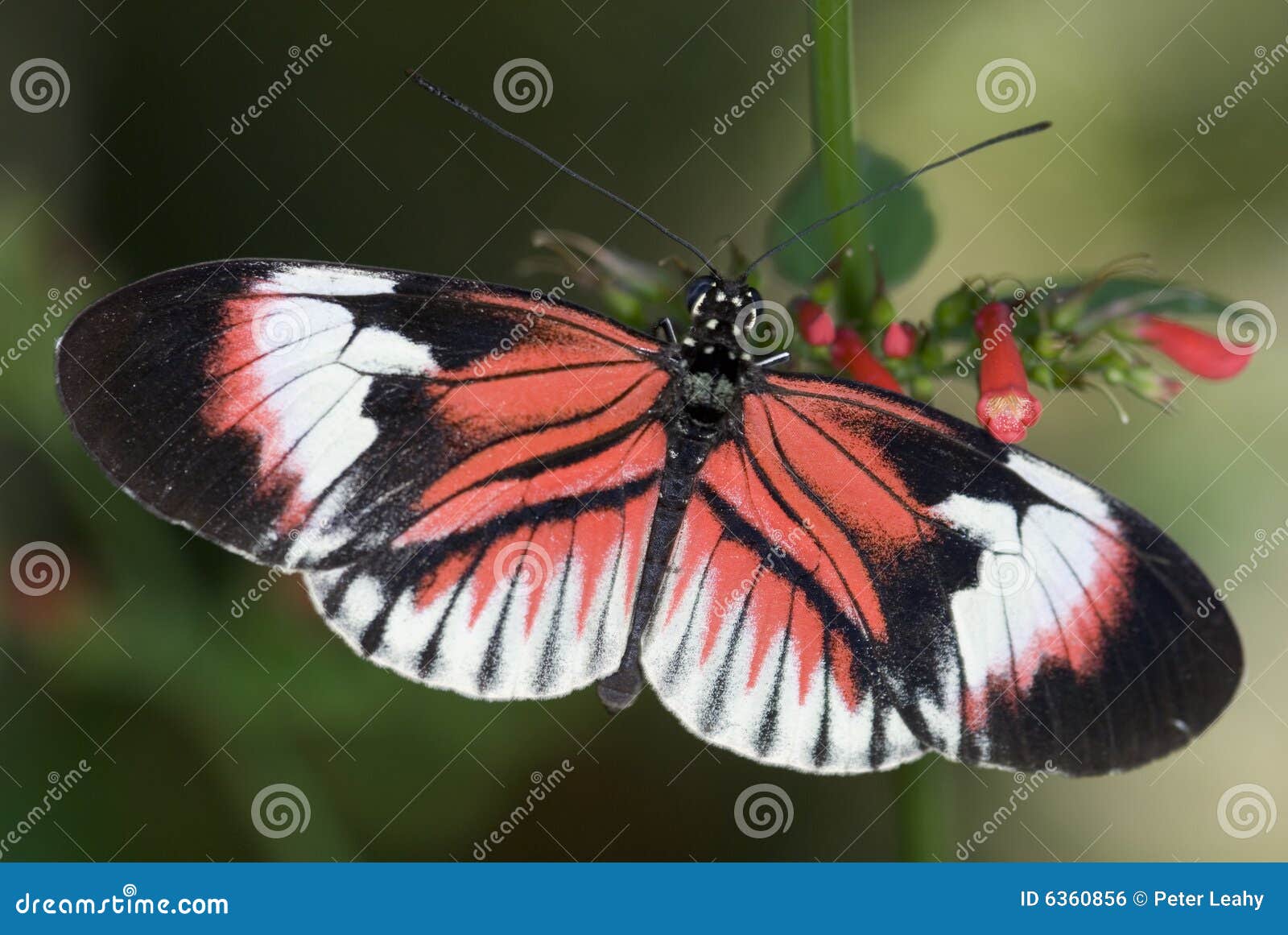 Piano Key Butterfly stock photo. Image of lacewing, monarch - 6360856