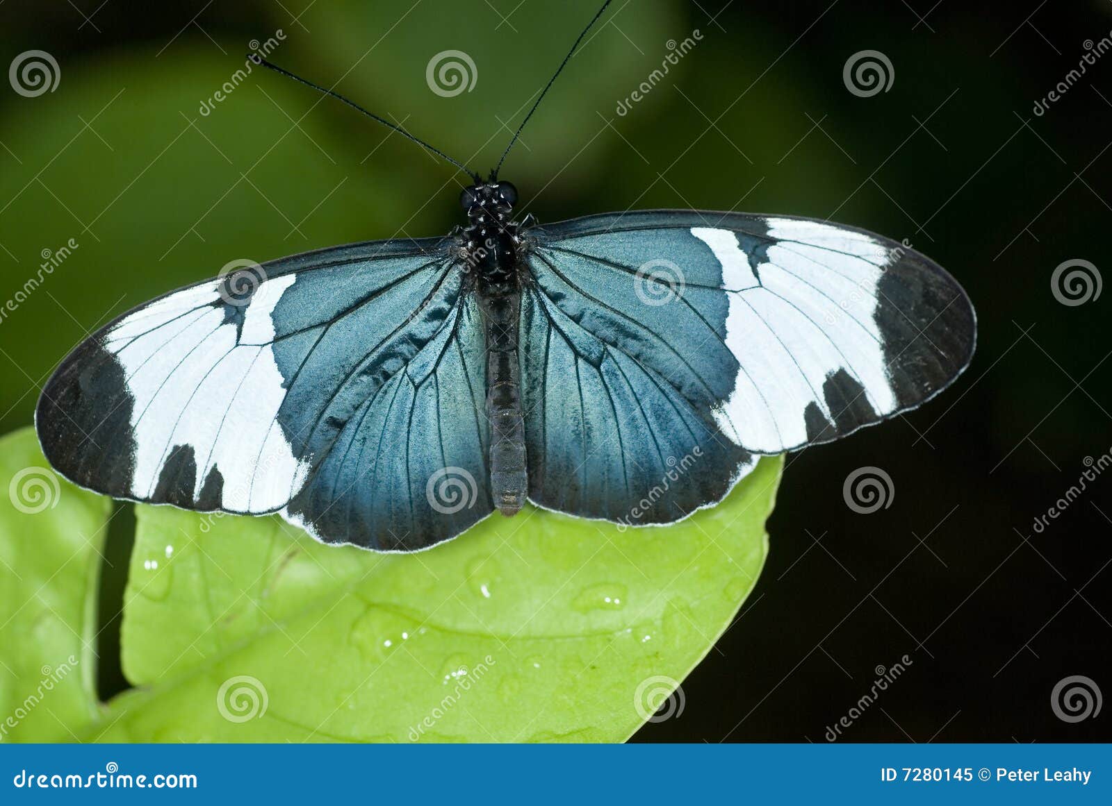 Piano Key Butterfly stock image. Image of biology, lacewing - 7280145