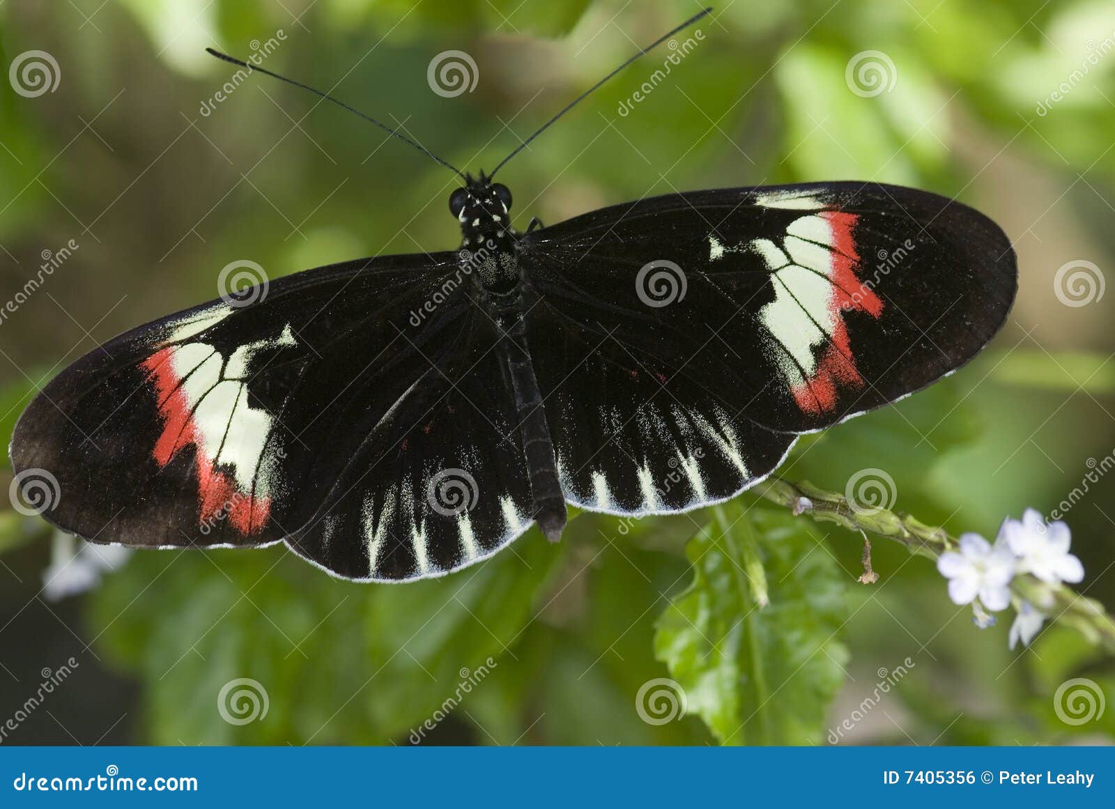 Piano Key Butterfly stock photo. Image of vibrant, nymph - 7405356