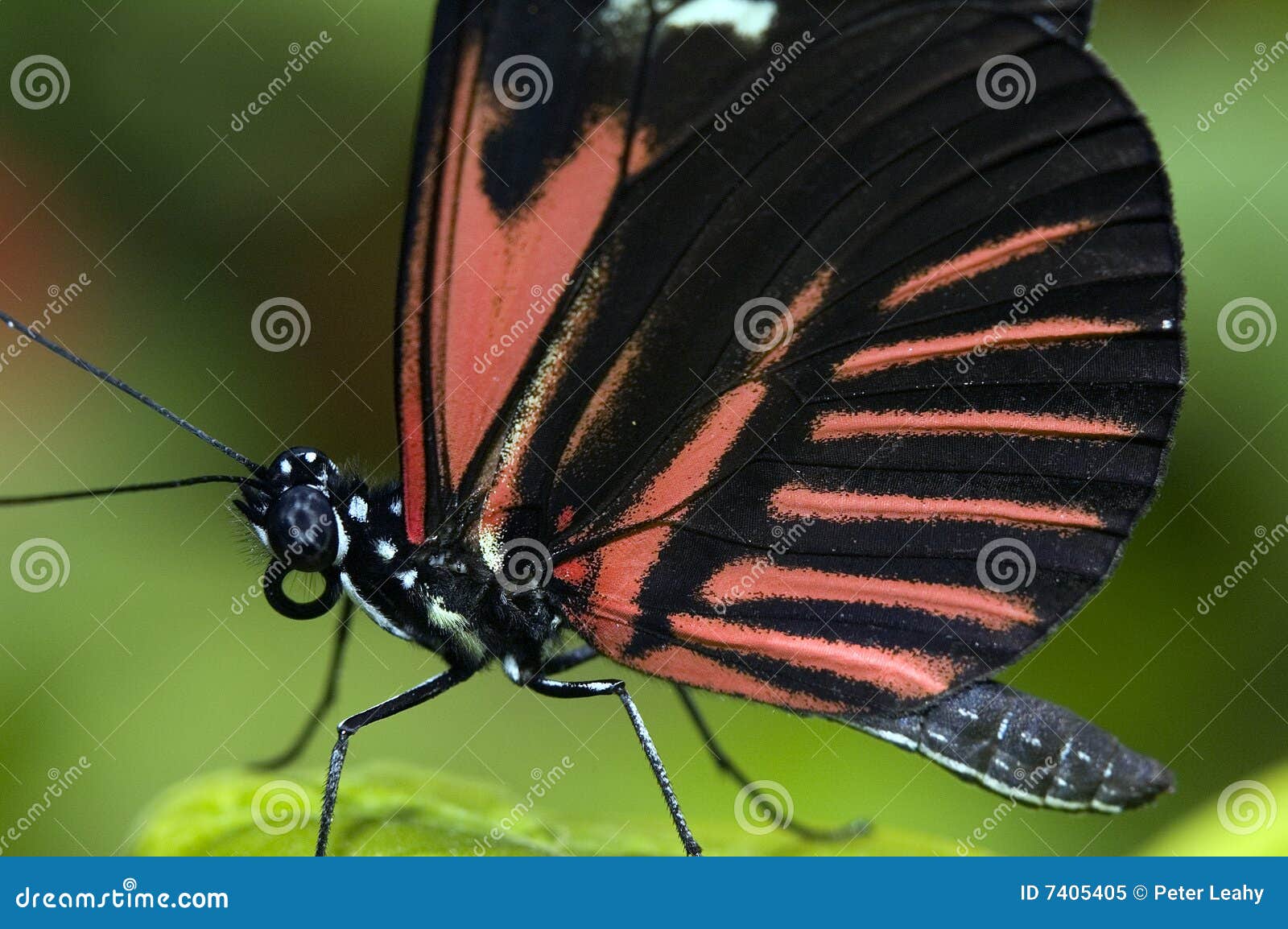 Piano Key Butterfly stock image. Image of beautiful, nymph - 7405405