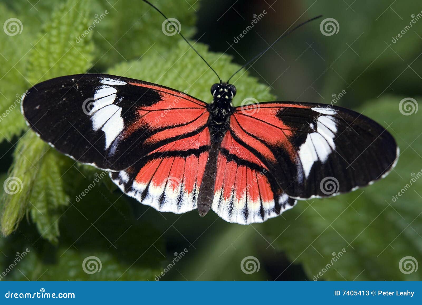 Piano Key Butterfly stock image. Image of malachite, orange - 7405413