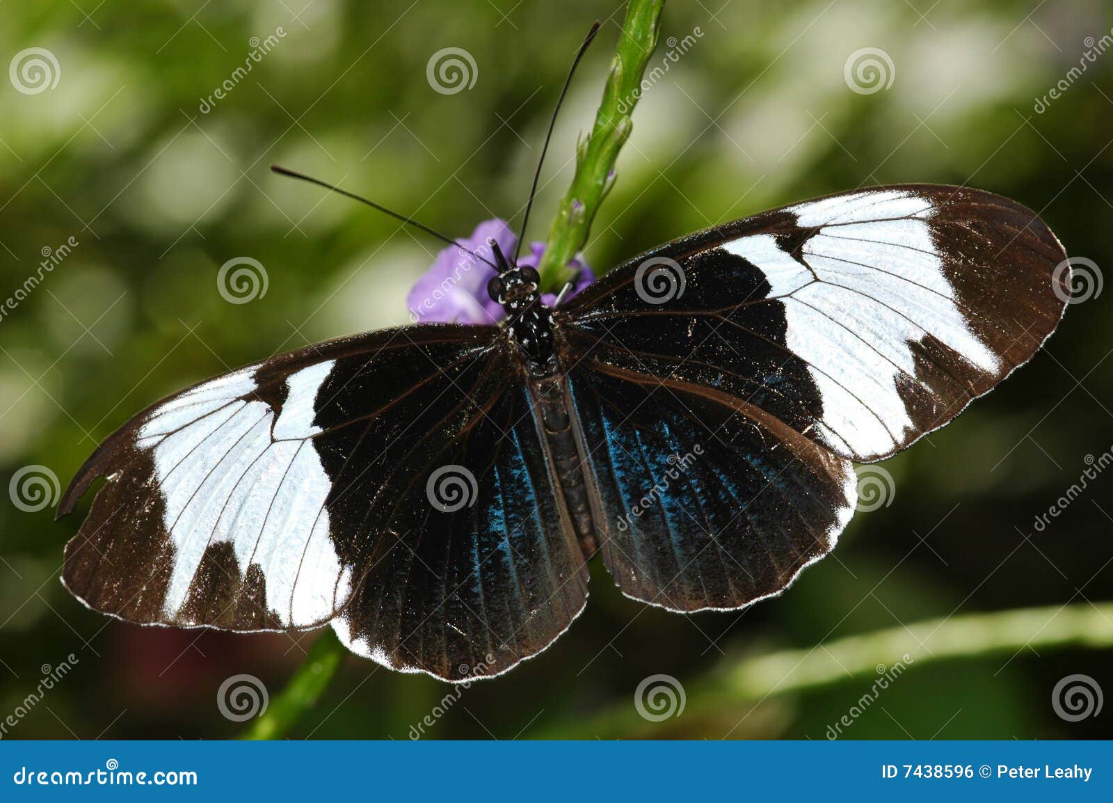 Piano Key Butterfly stock photo. Image of beautiful, malachite - 7438596