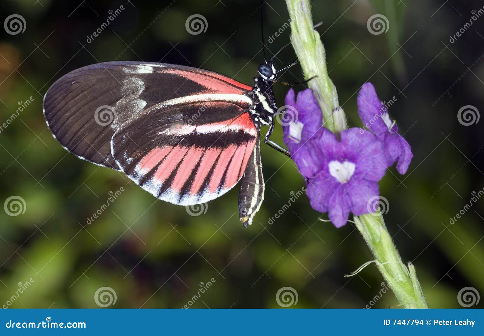 Piano Key Butterfly stock photo. Image of wings, spring - 7447794