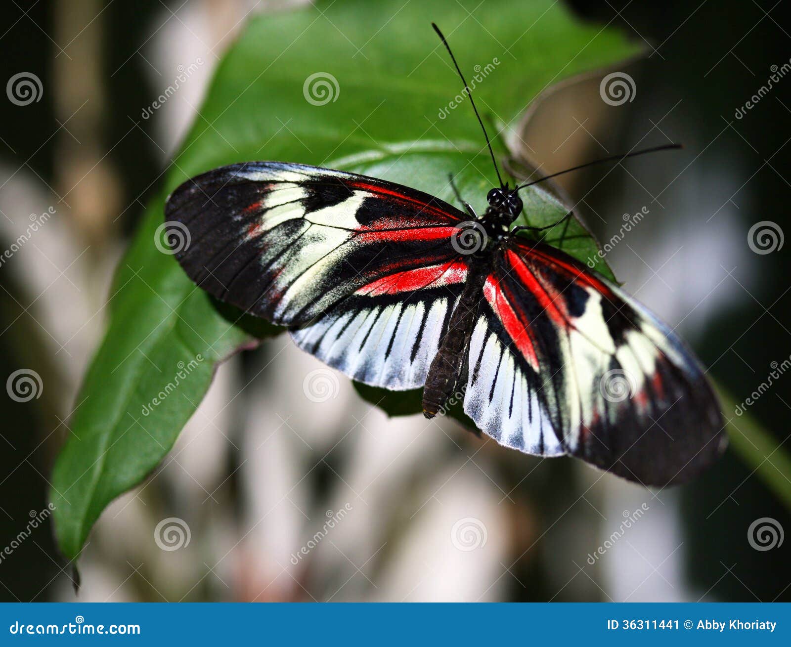Piano Key Butterfly stock image. Image of delicate, orange - 36311441