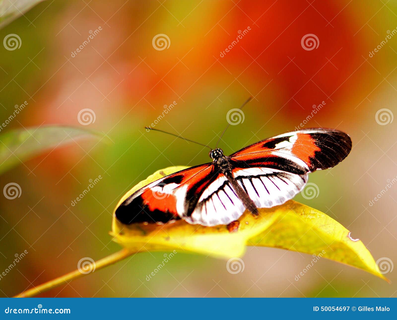 Piano Key Butterfly Yellow Leaf Stock Photos - Free & Royalty-Free ...
