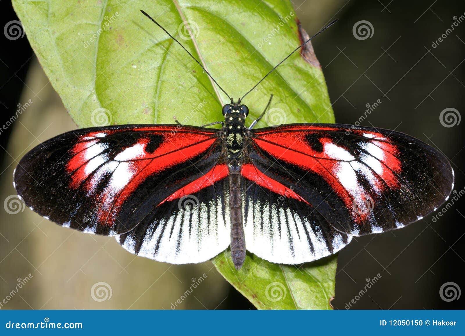Piano Key Heliconius Butterfly Stock Image | CartoonDealer.com #31350709