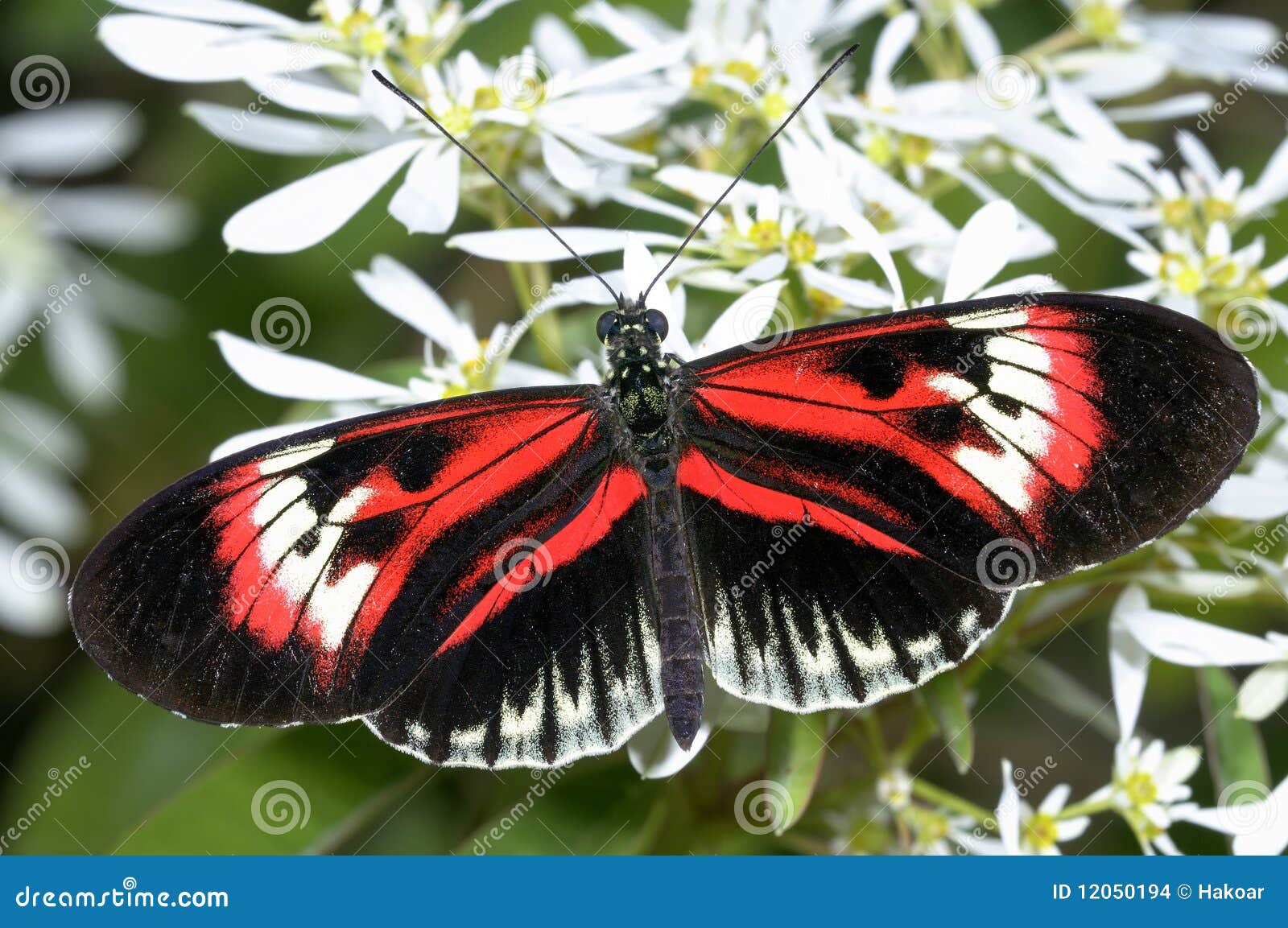 Piano Key Heliconius Butterfly Stock Image | CartoonDealer.com #31350709