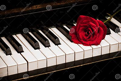 Piano keyboard and rose stock image. Image of black, closeup - 23636549
