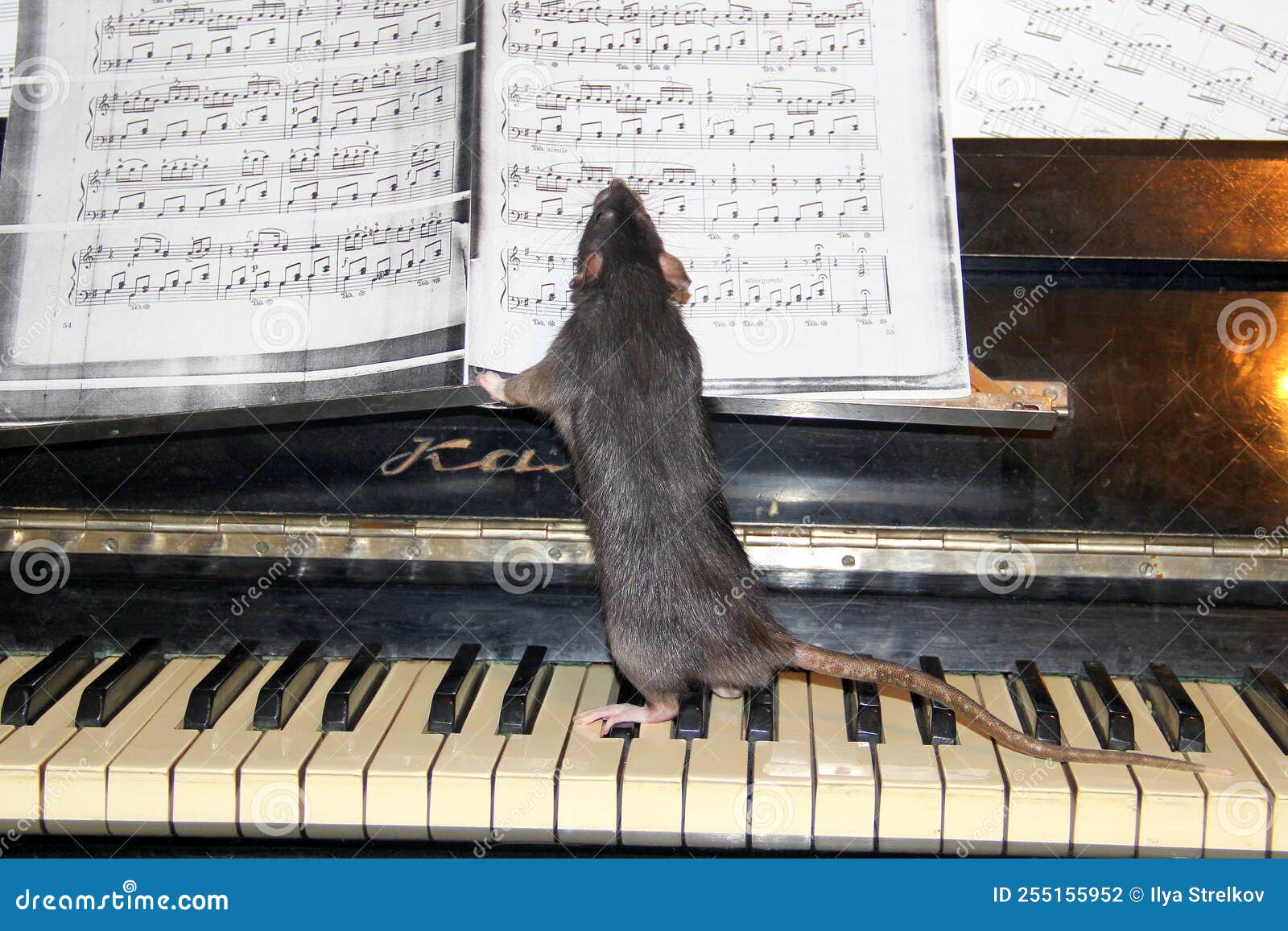 The piano rat stock photo. Image of look, grey, piano - 255155952