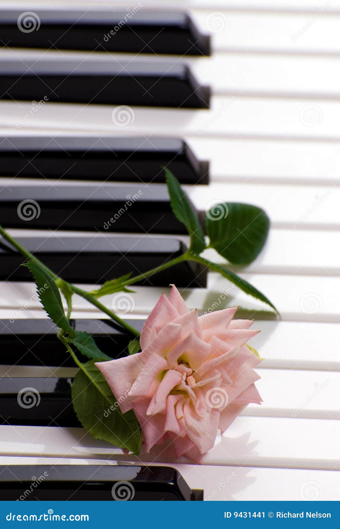 Piano with Rose stock image. Image of beauty, affectionate - 9431441