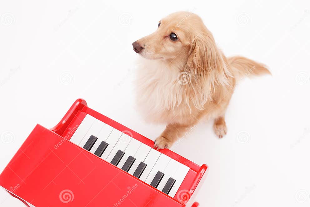 Piano y perro foto de archivo. Imagen de sonido, perros - 31618024