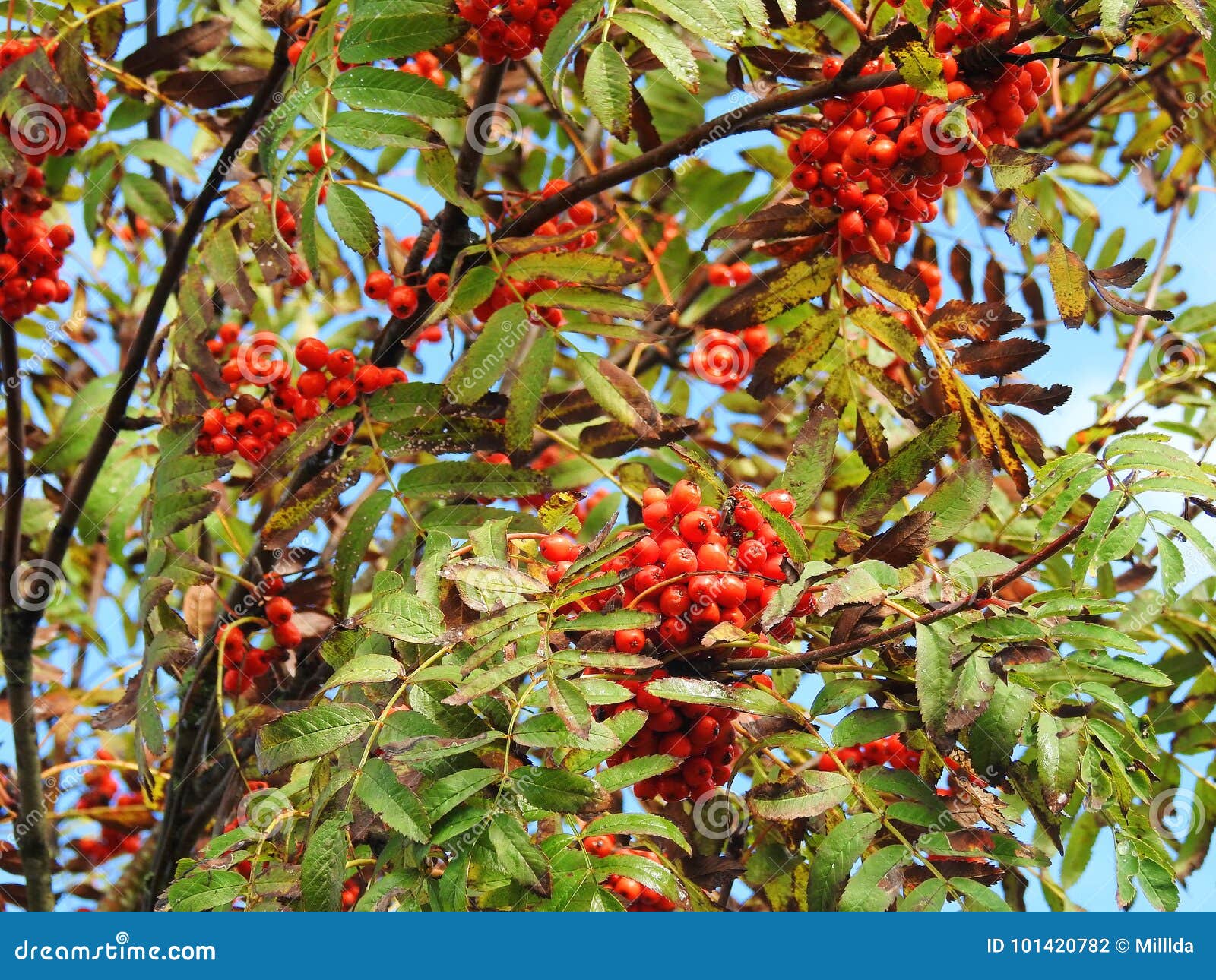 Pianta Con Le Bacche Rosse, Lituania Della Sorba Fotografia Stock ...