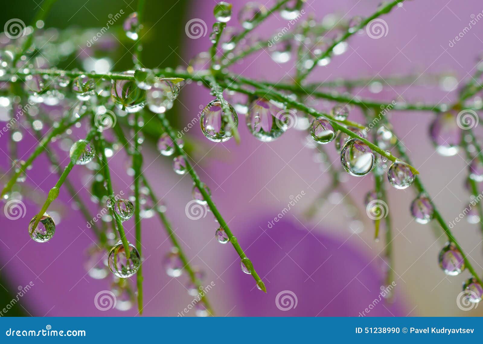Pianta Con Le Gocce Di Acqua Fotografia Stock - Immagine di floreale ...