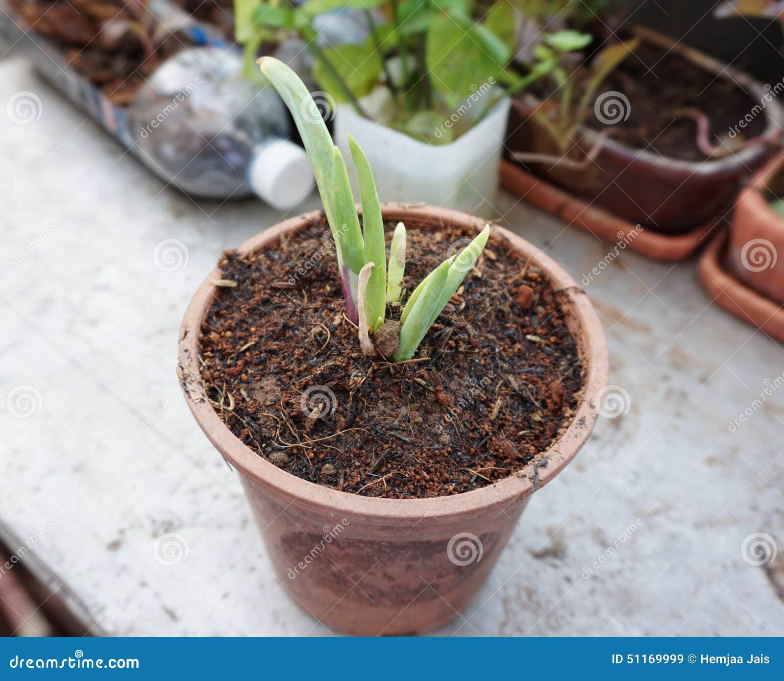 Pianta Crescente Della Cipolla in Vaso Immagine Stock - Immagine di ...