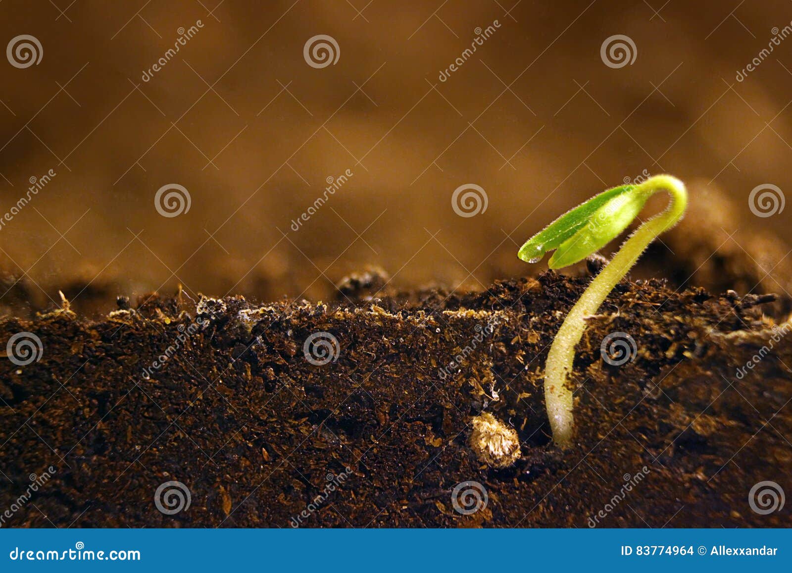 Pianta Crescente Germoglio Verde Che Cresce Dal Seme Fotografia Stock ...