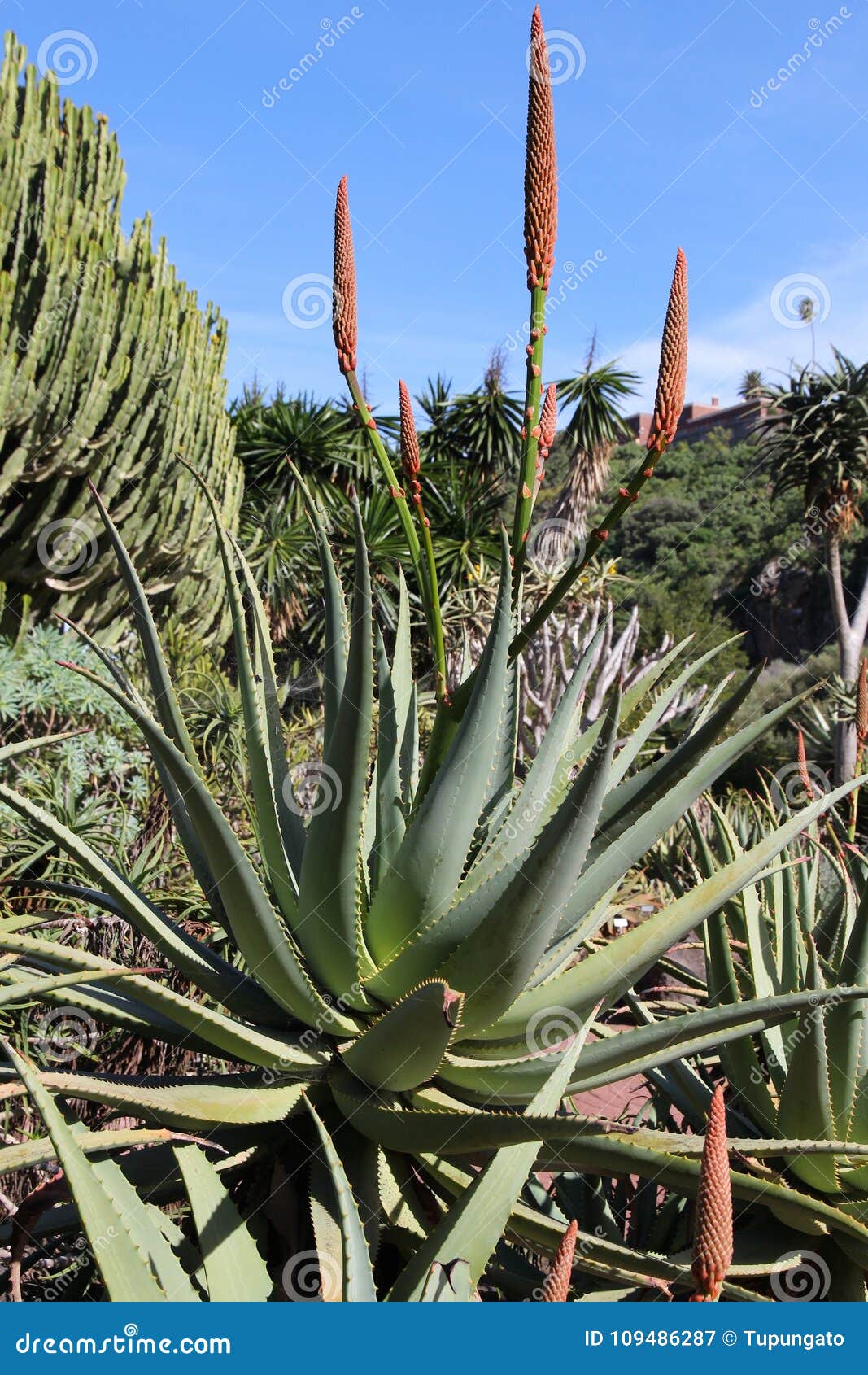 Pianta Dei Arborescens Dell'aloe Immagine Stock - Immagine di grande ...