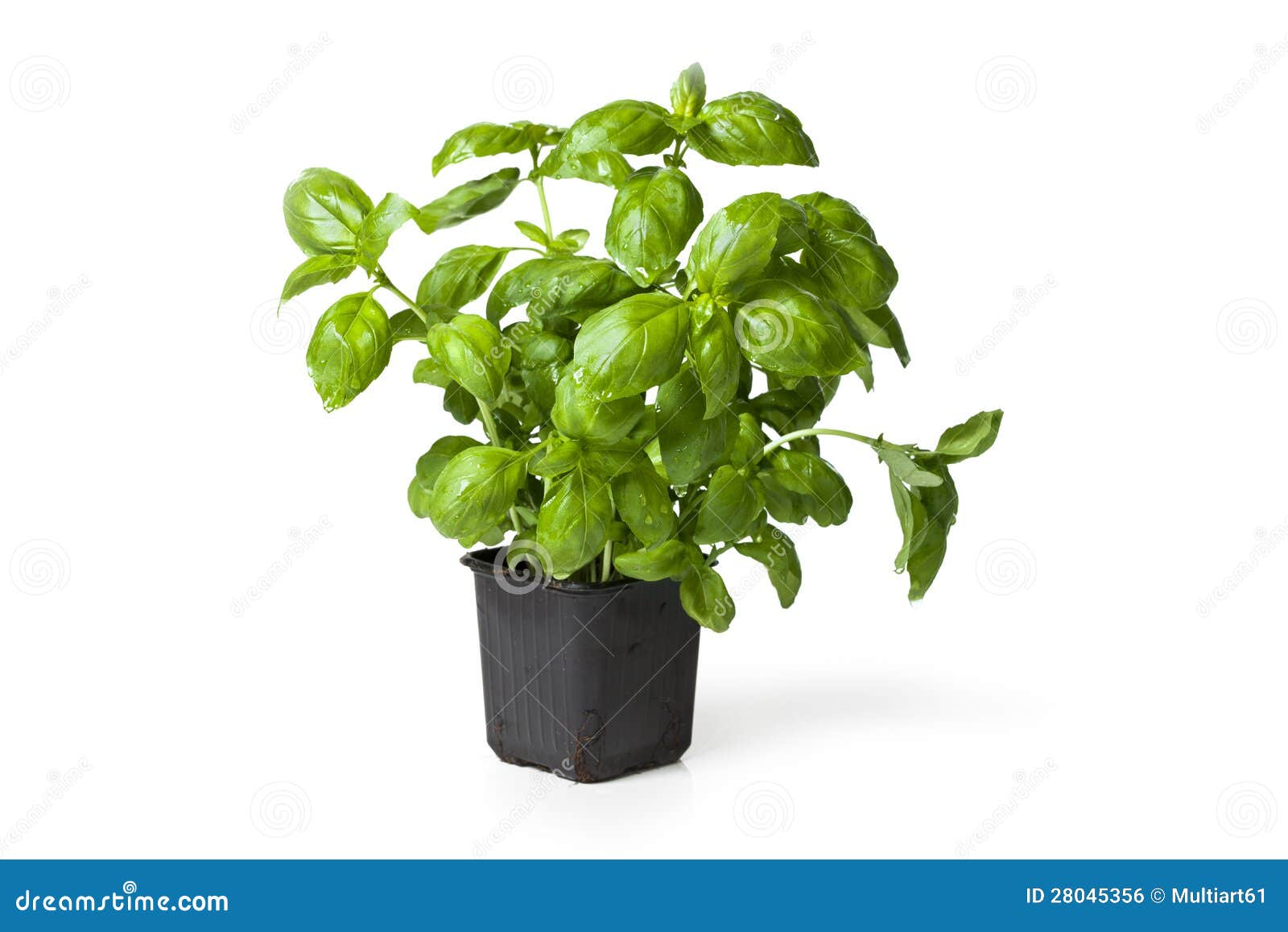 Pianta del basilico fotografia stock. Immagine di verde - 28045356