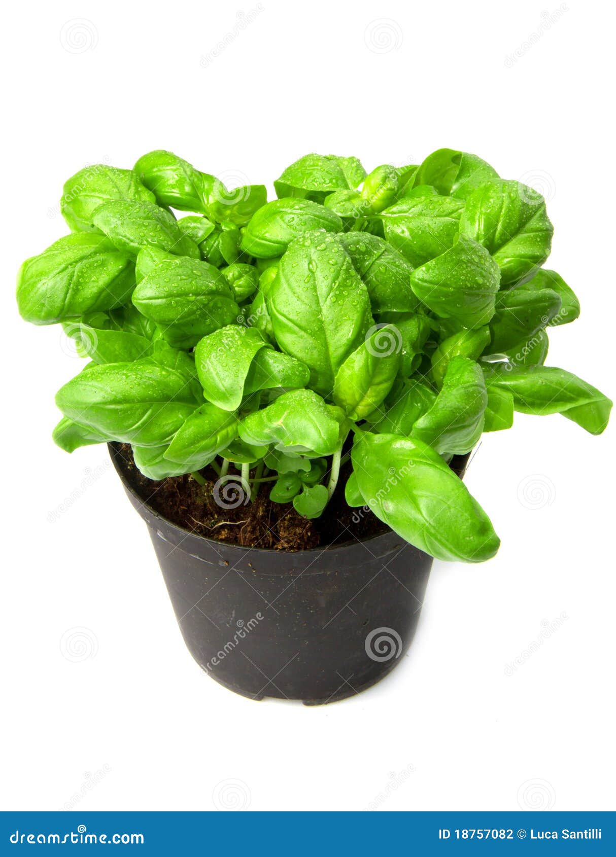 Pianta Del Basilico in Vaso Fotografia Stock - Immagine di alimento ...